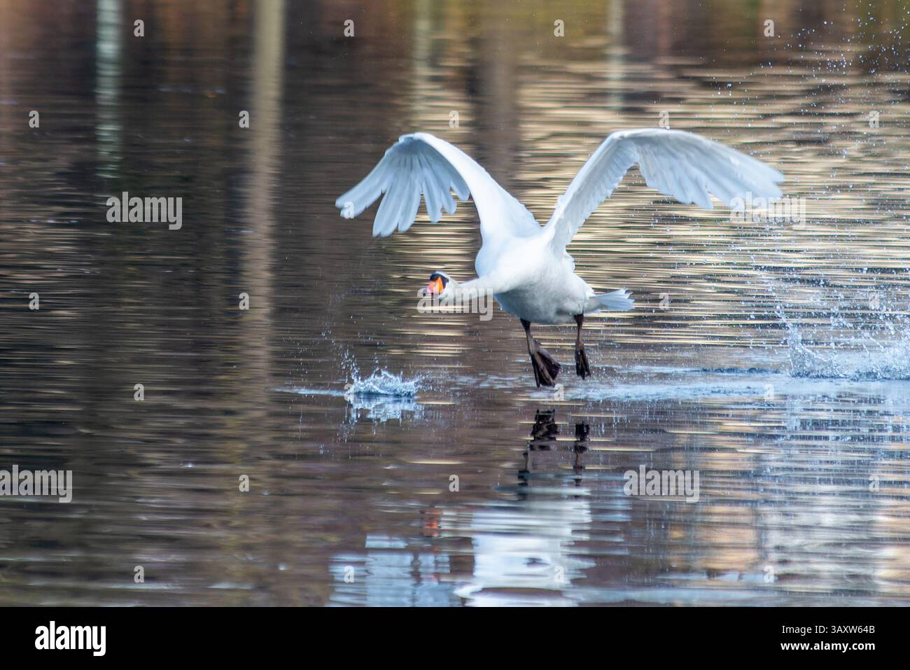 Bird flying just above lake hi-res stock photography and images - Alamy