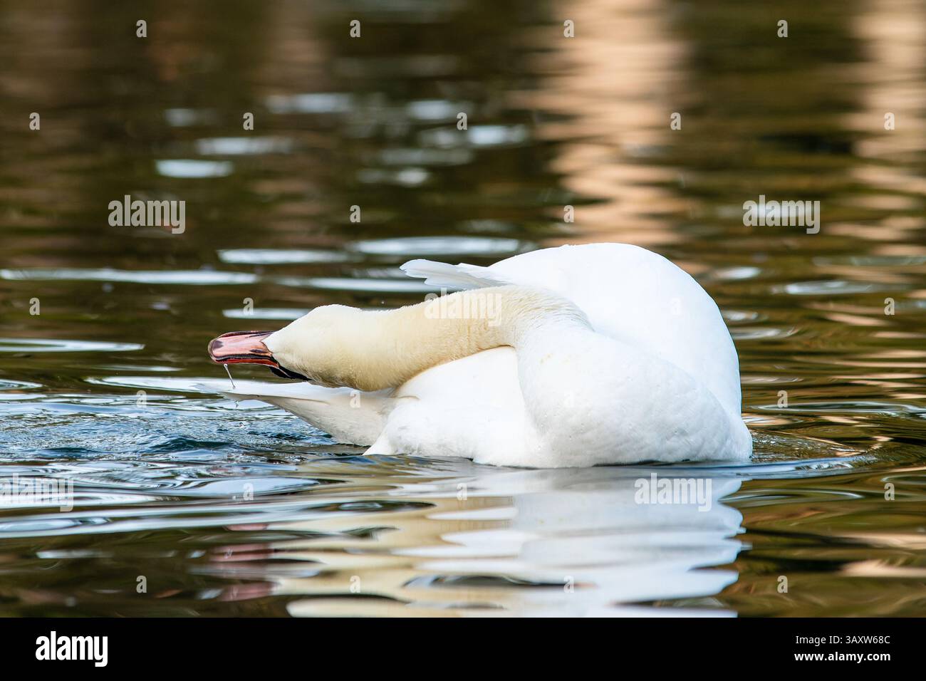 A mute swan (Cygnus olor) gracefully swimming on calm water, showcasing ...