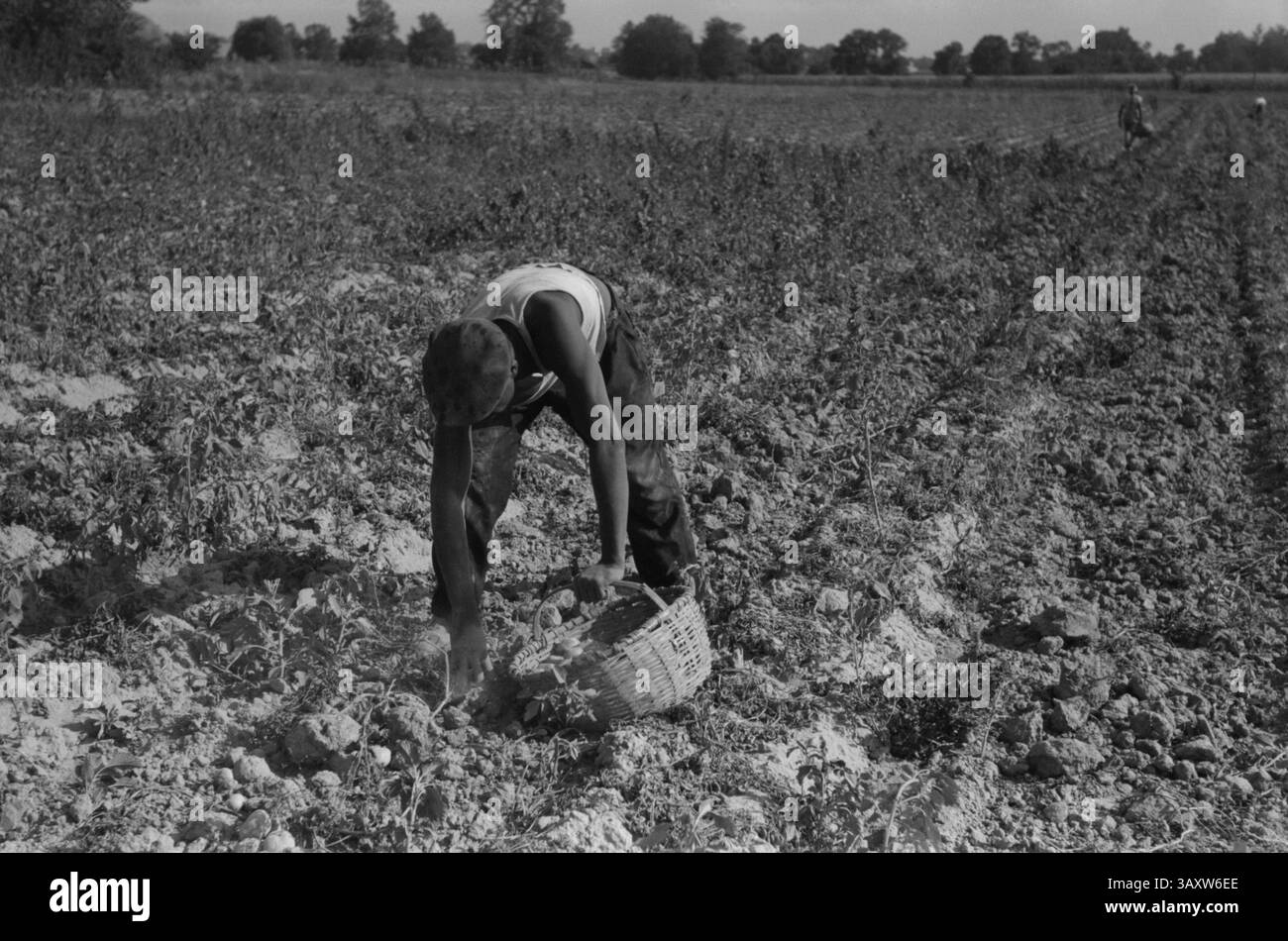 Post harvesting Black and White Stock Photos & Images - Alamy