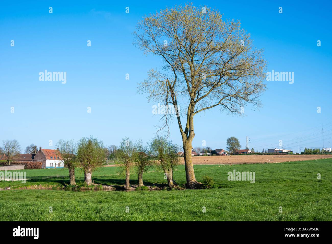 Green agriculture fields with fresh growing plantations at the Flemish ...