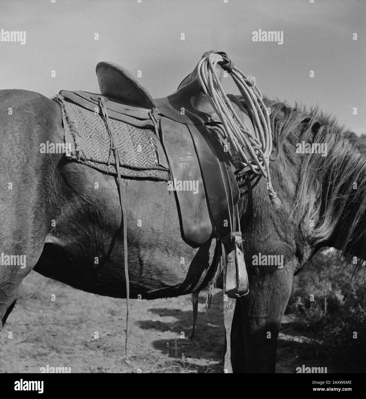 Historical rodeo image Black and White Stock Photos & Images - Alamy