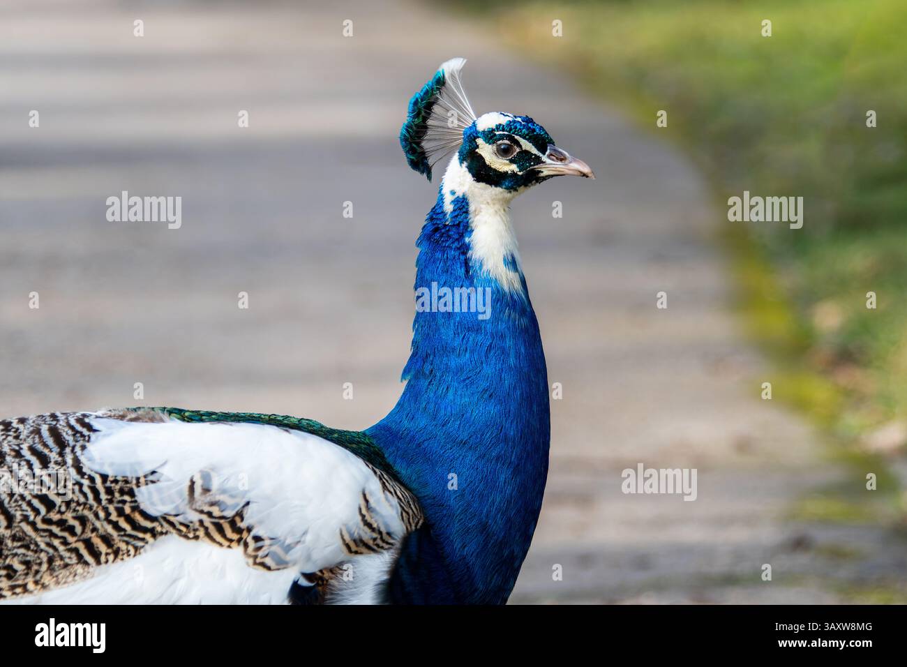 A Congo peafowl (Afropavo congensis) displaying its vibrant and ...