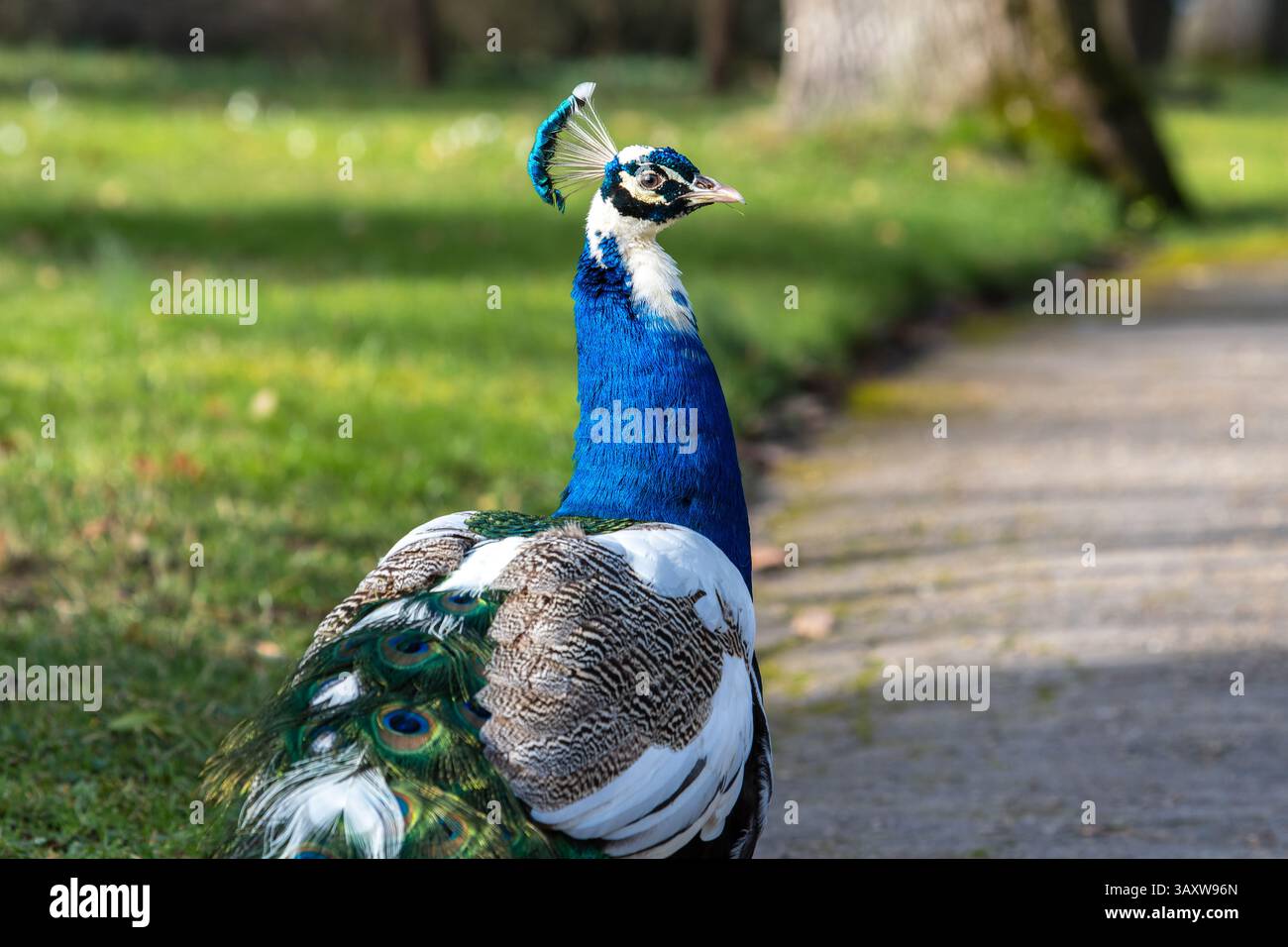A Congo peafowl (Afropavo congensis) displaying its vibrant and ...