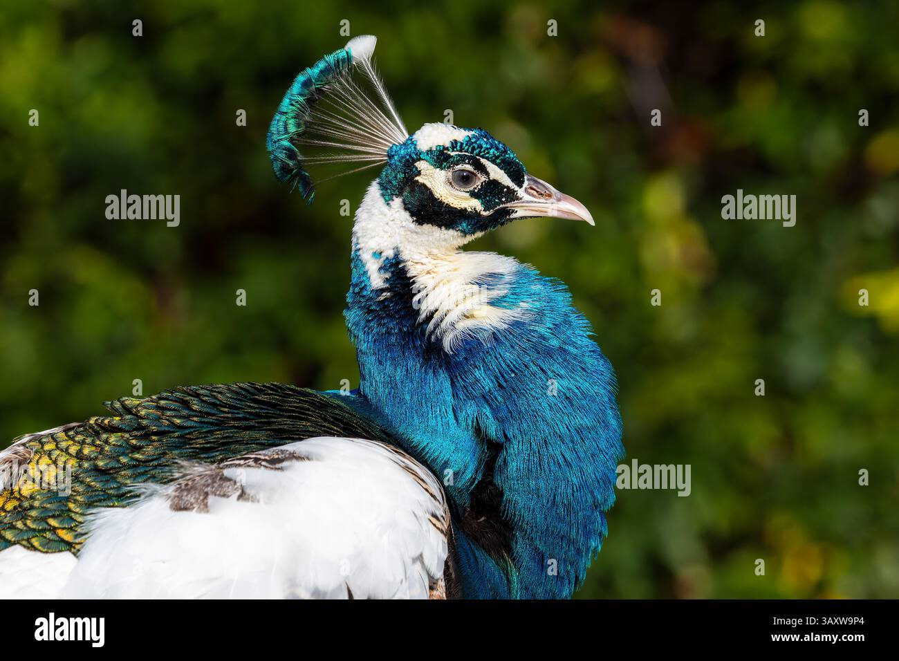 A Congo peafowl (Afropavo congensis) displaying its vibrant and ...