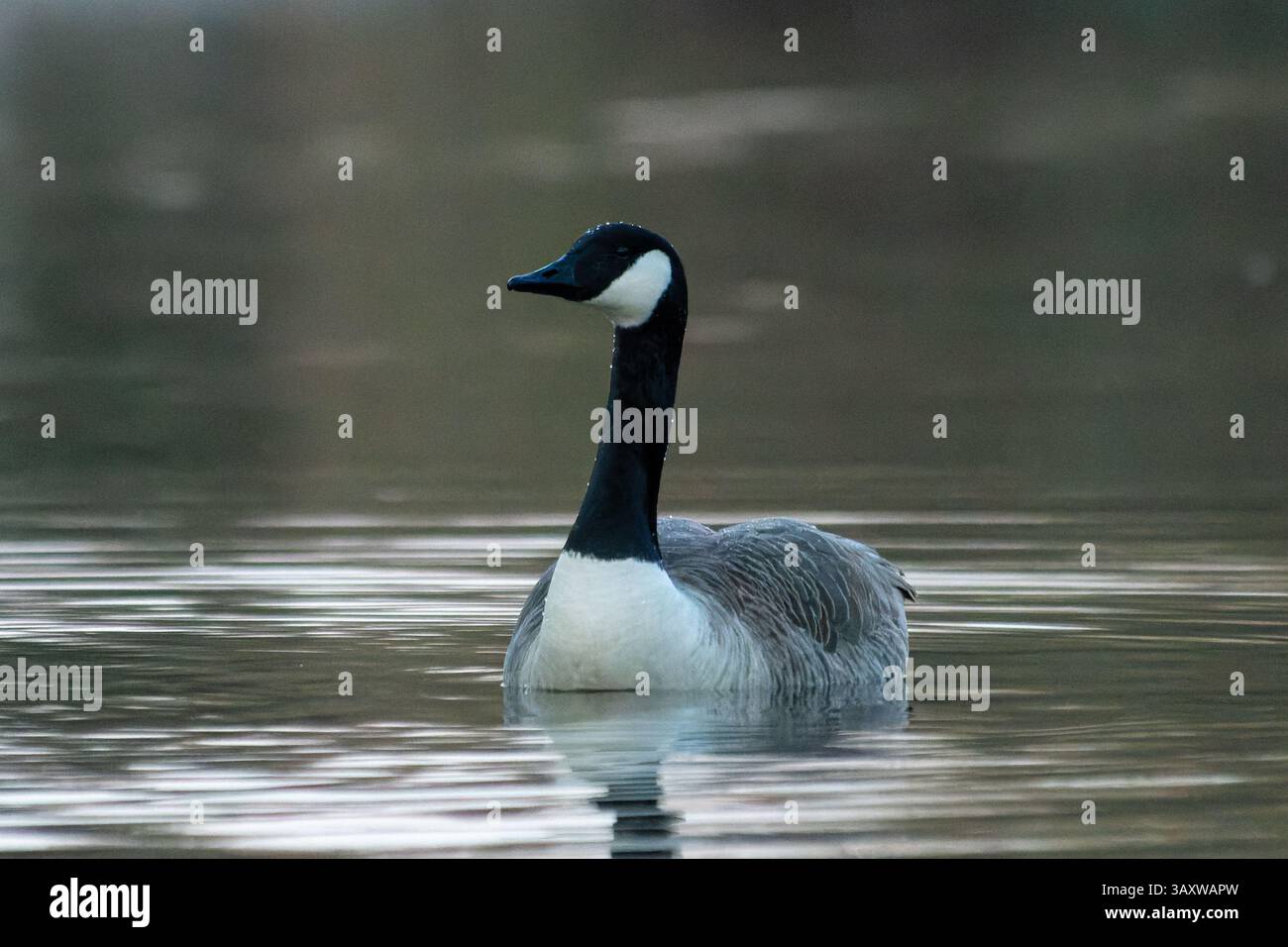 A Canada goose (Branta canadensis) gracefully swimming on calm water ...