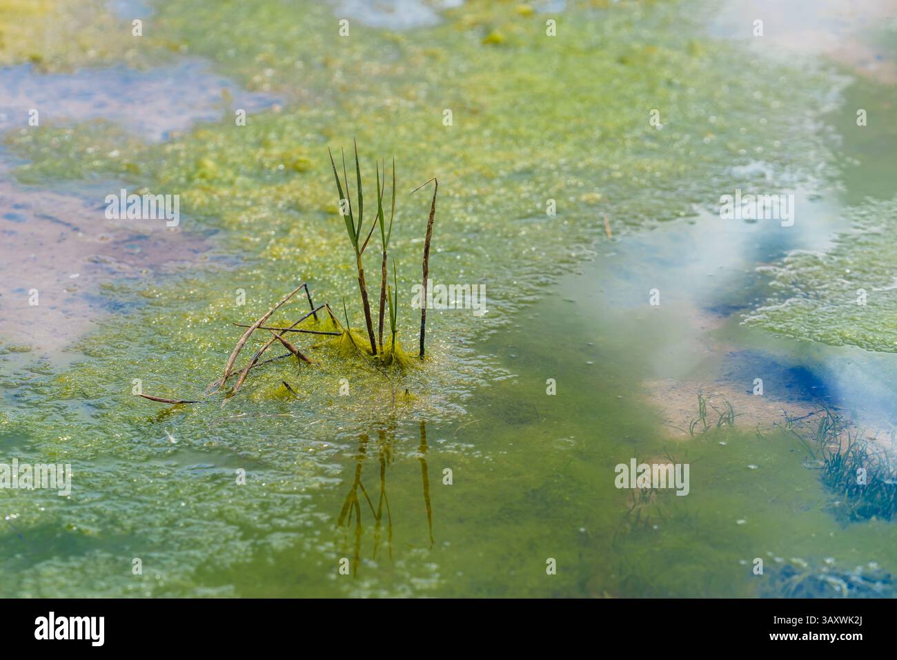 Isolated reeds stand in algae-filled water reflecting clouds and sky ...