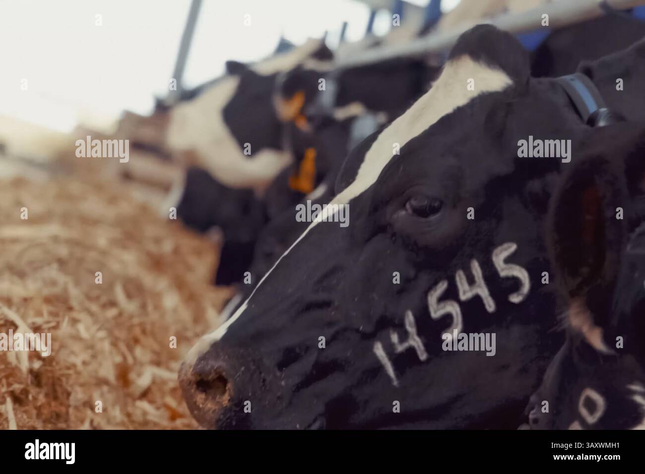 Feeding cows with mixed fodder on the farm. Cow farm Stock Photo - Alamy