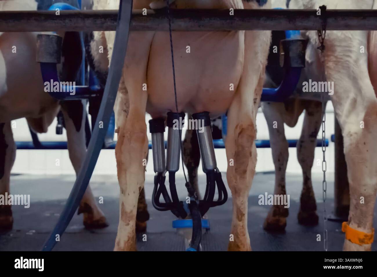 Automated milking of cows on the farm. Cow farm equipment for milking Stock Photo - Alamy