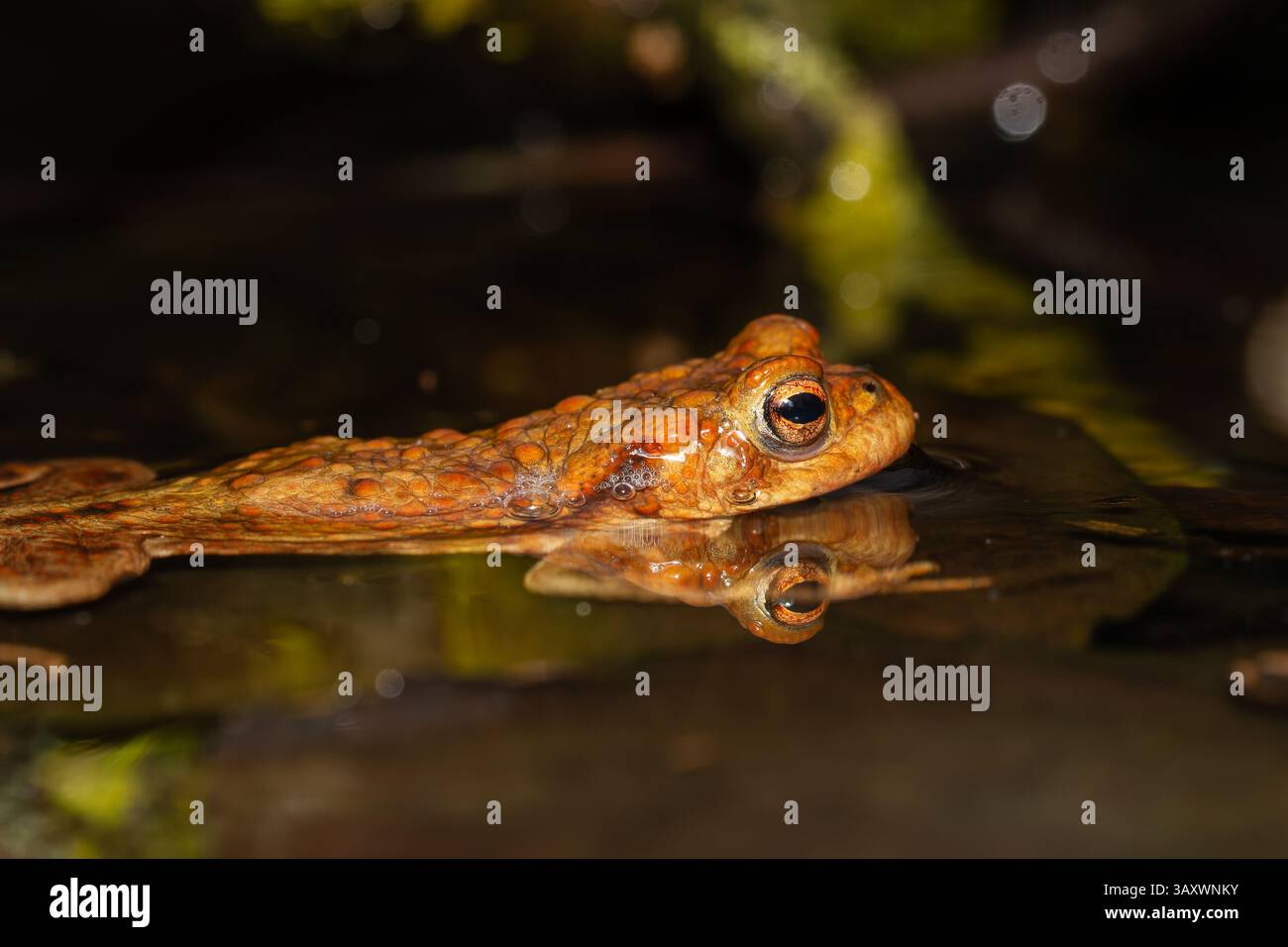 Common toad (Bufo bufo) in shallow water during its spring breeding season, showing typical ...