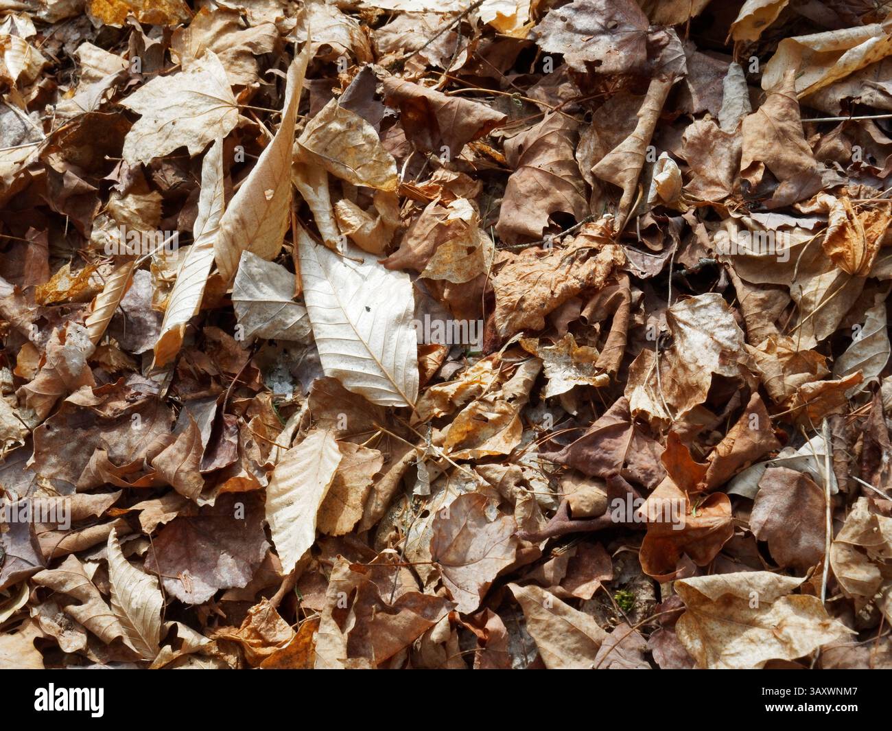 Leaf litter texture hi-res stock photography and images - Alamy