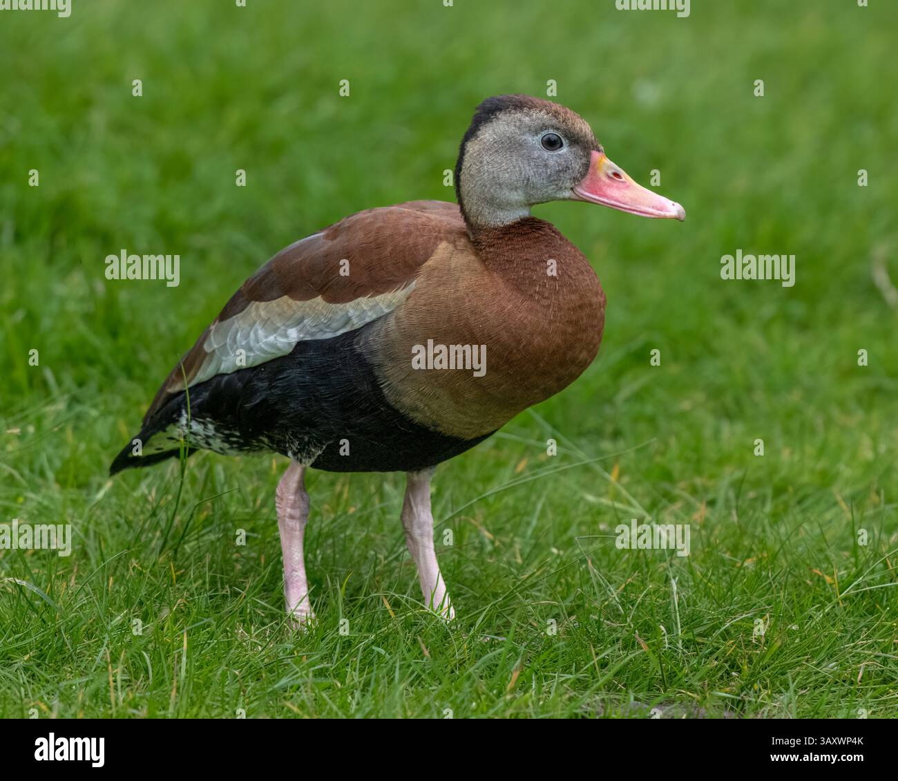 White bellied duck hi-res stock photography and images - Alamy