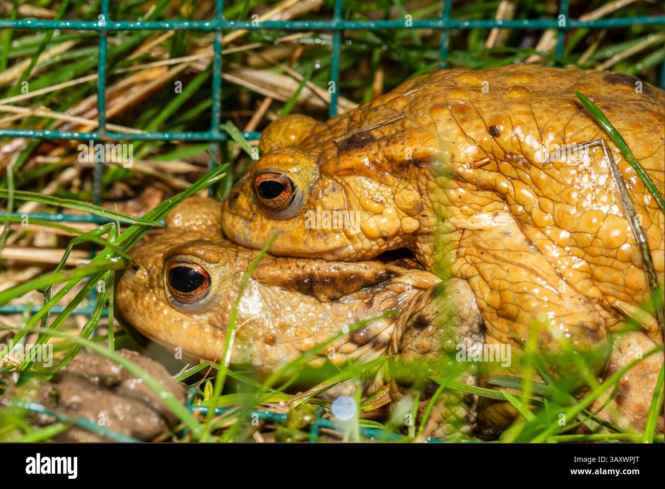 Common toads (Bufo bufo) in amplexus, mating in the grass during their ...
