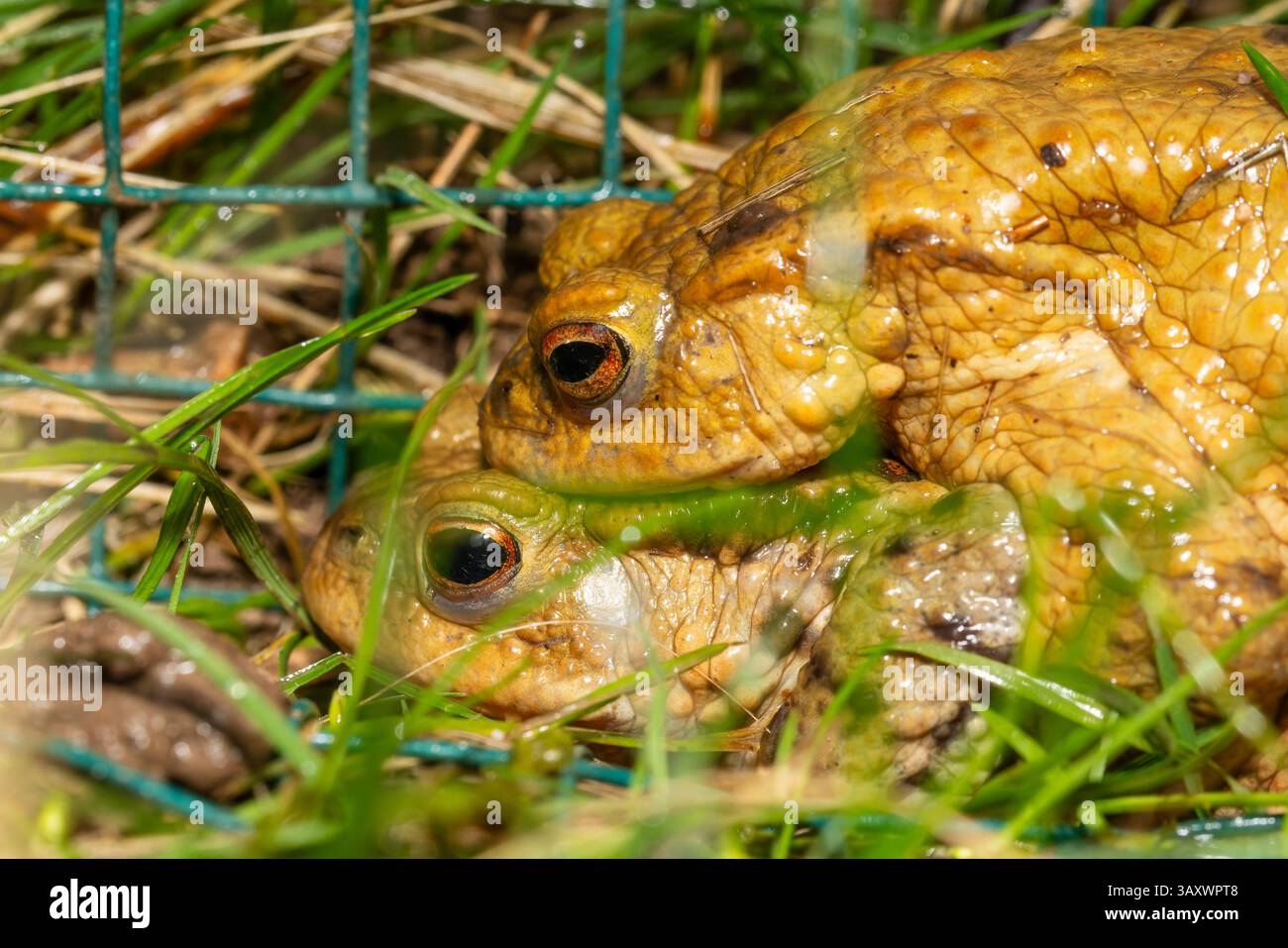 Common toads (Bufo bufo) in amplexus, mating in the grass during their ...