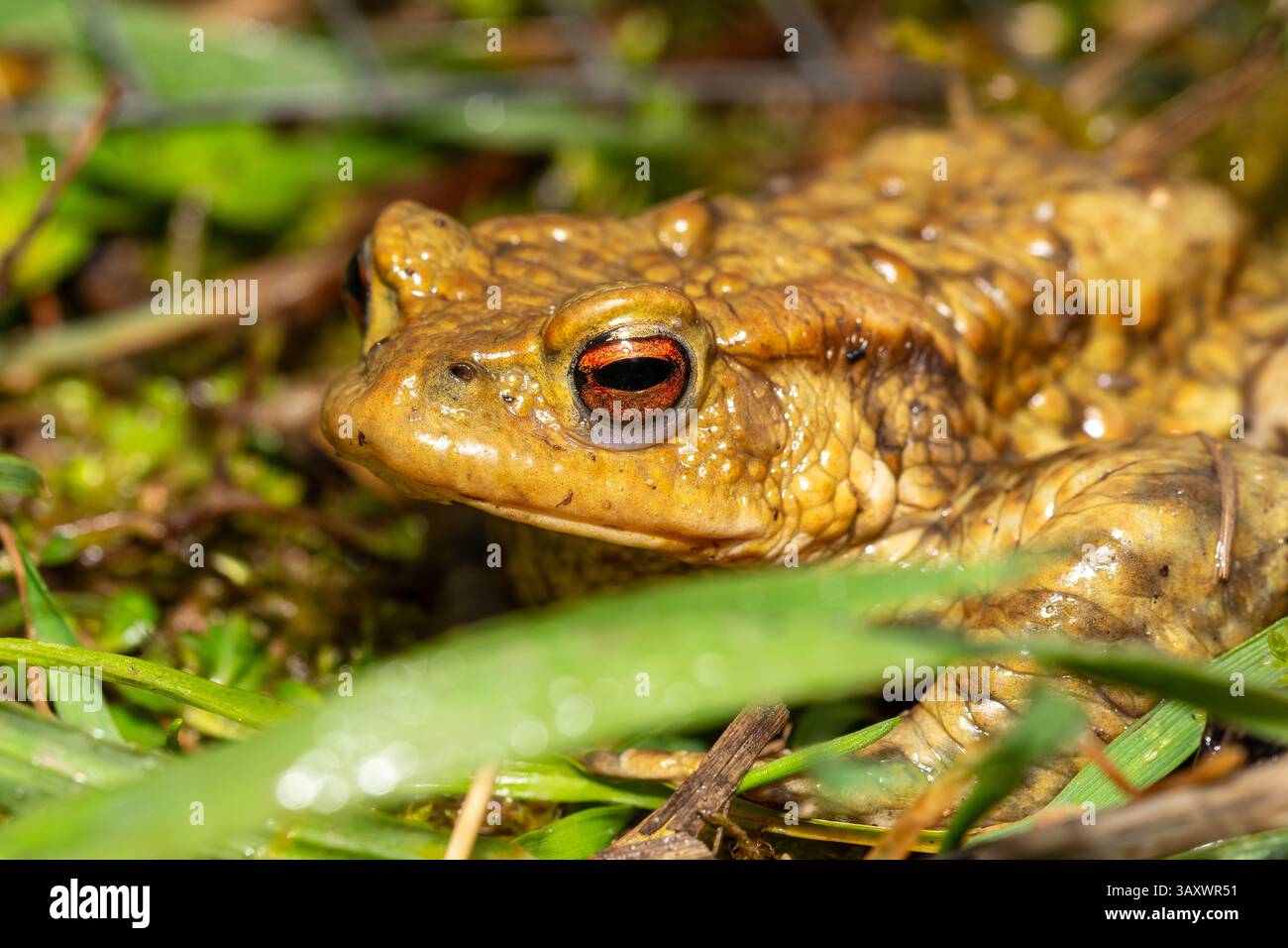 Common toad (Bufo bufo) saved on a toad migration path (crapaudrome ...