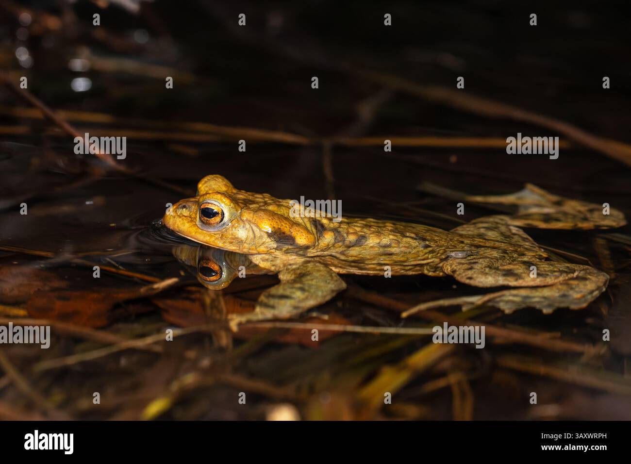 Common toad (Bufo bufo) in shallow water during its spring breeding ...