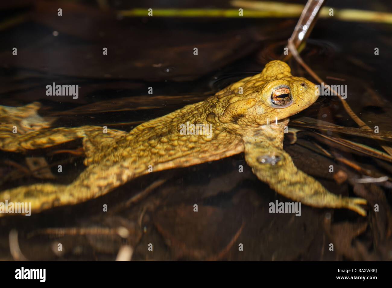 Common toad (Bufo bufo) in shallow water during its spring breeding season, showing typical ...