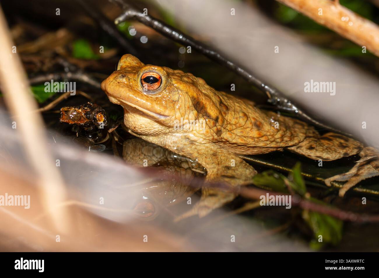 Common toad (Bufo bufo) in shallow water during its spring breeding ...