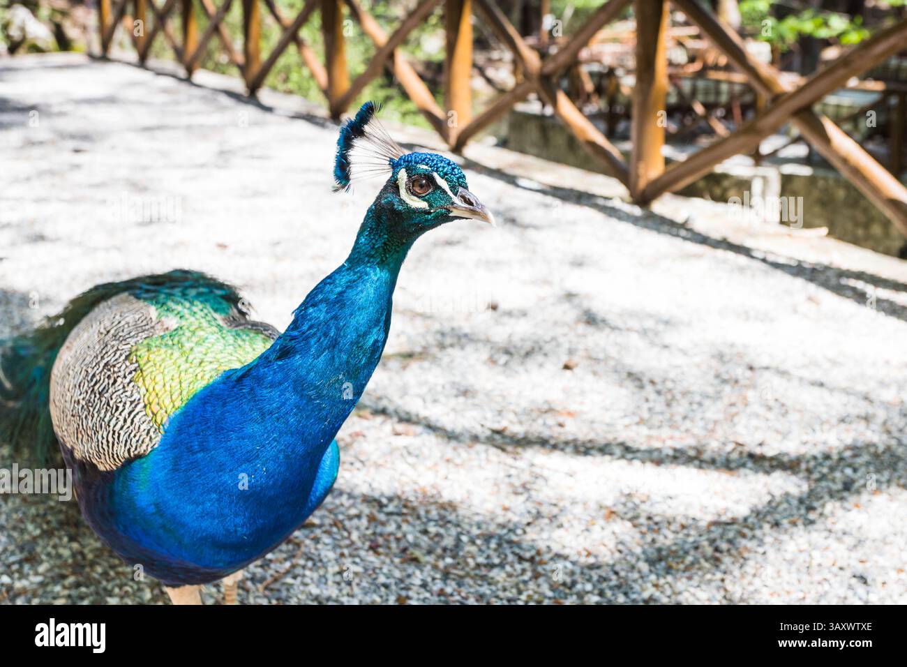 A colourful peacock pictured at Seven Springs in Rhodes, Greece Stock ...