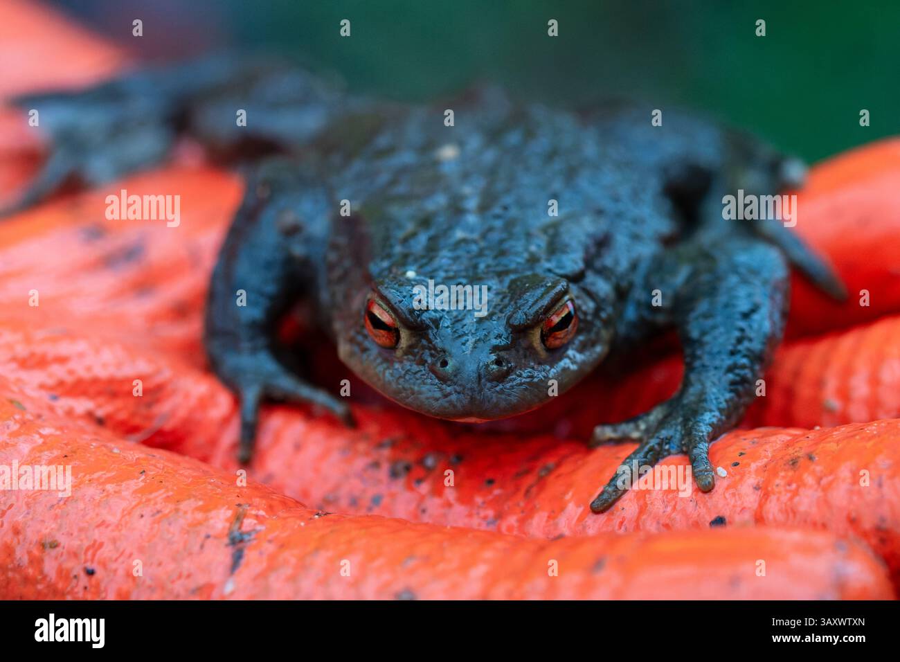 Very dark common toad (Bufo bufo) held in a red-gloved hand during ...