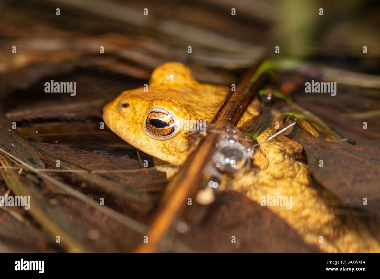 Common toad (Bufo bufo) in shallow water during its spring breeding season, showing typical ...