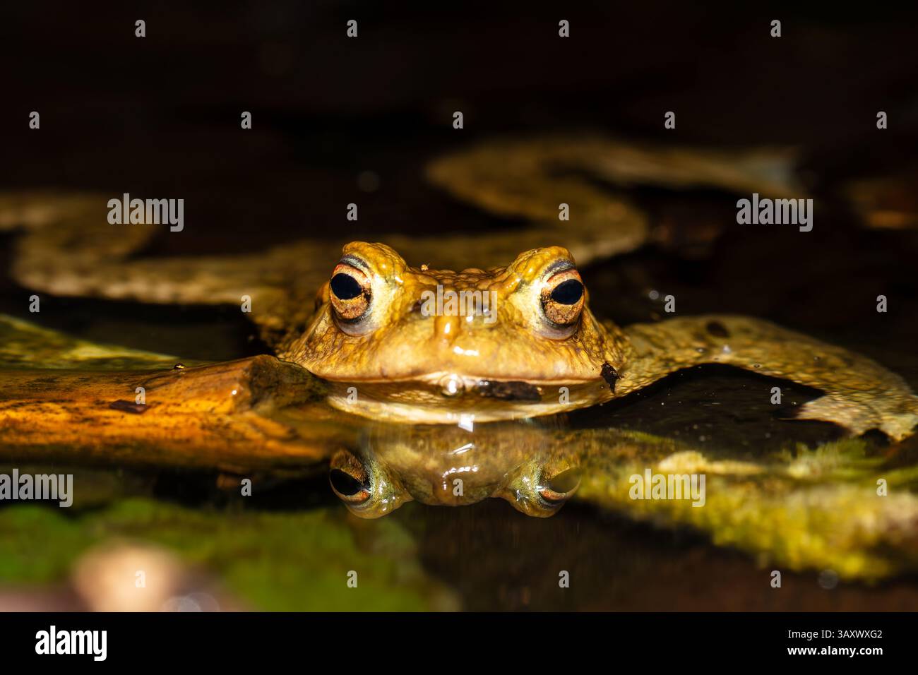 Common toad (Bufo bufo) in shallow water during its spring breeding season, showing typical ...