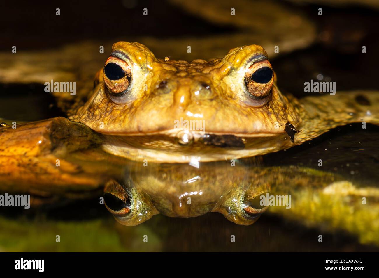 Common toad (Bufo bufo) in shallow water during its spring breeding season, showing typical ...