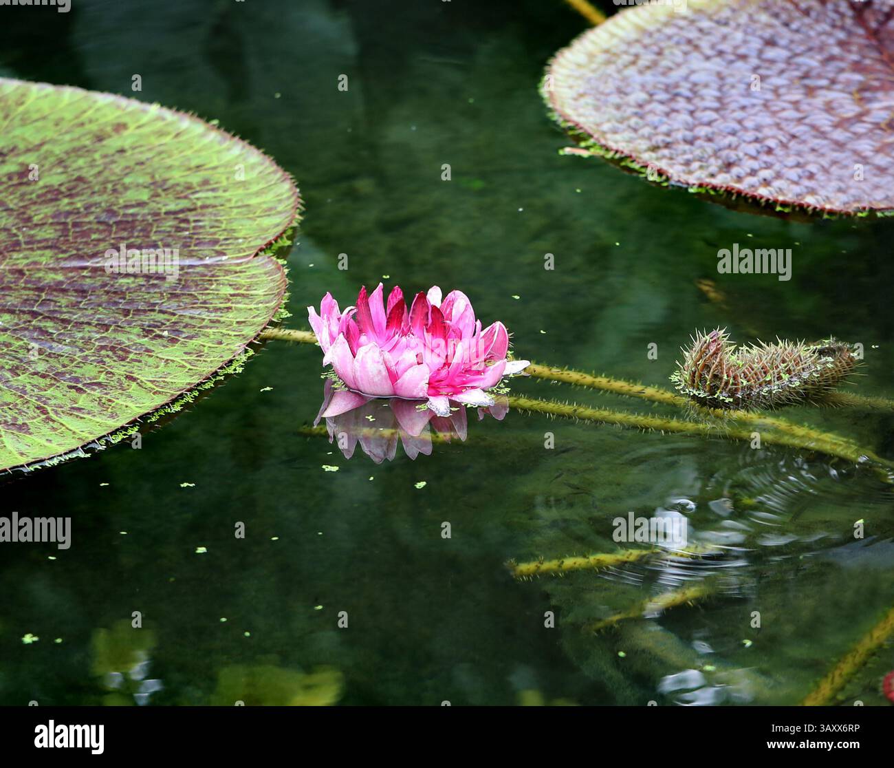 Amazon Water Lily, Royal Water Lily or Giant Water Lily, Victoria ...
