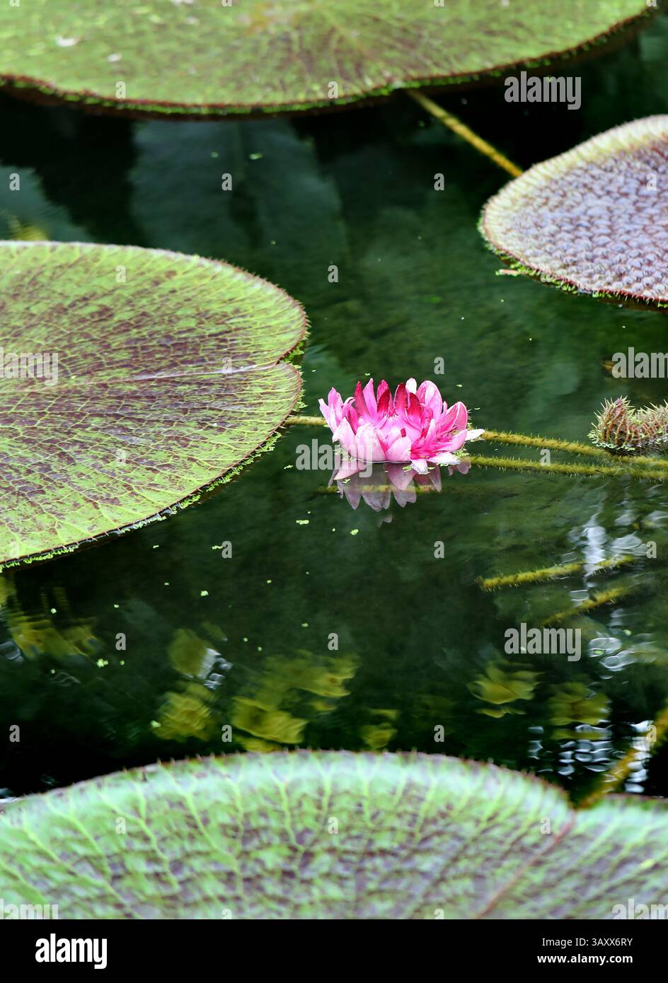 Amazon Water Lily, Royal Water Lily or Giant Water Lily, Victoria ...