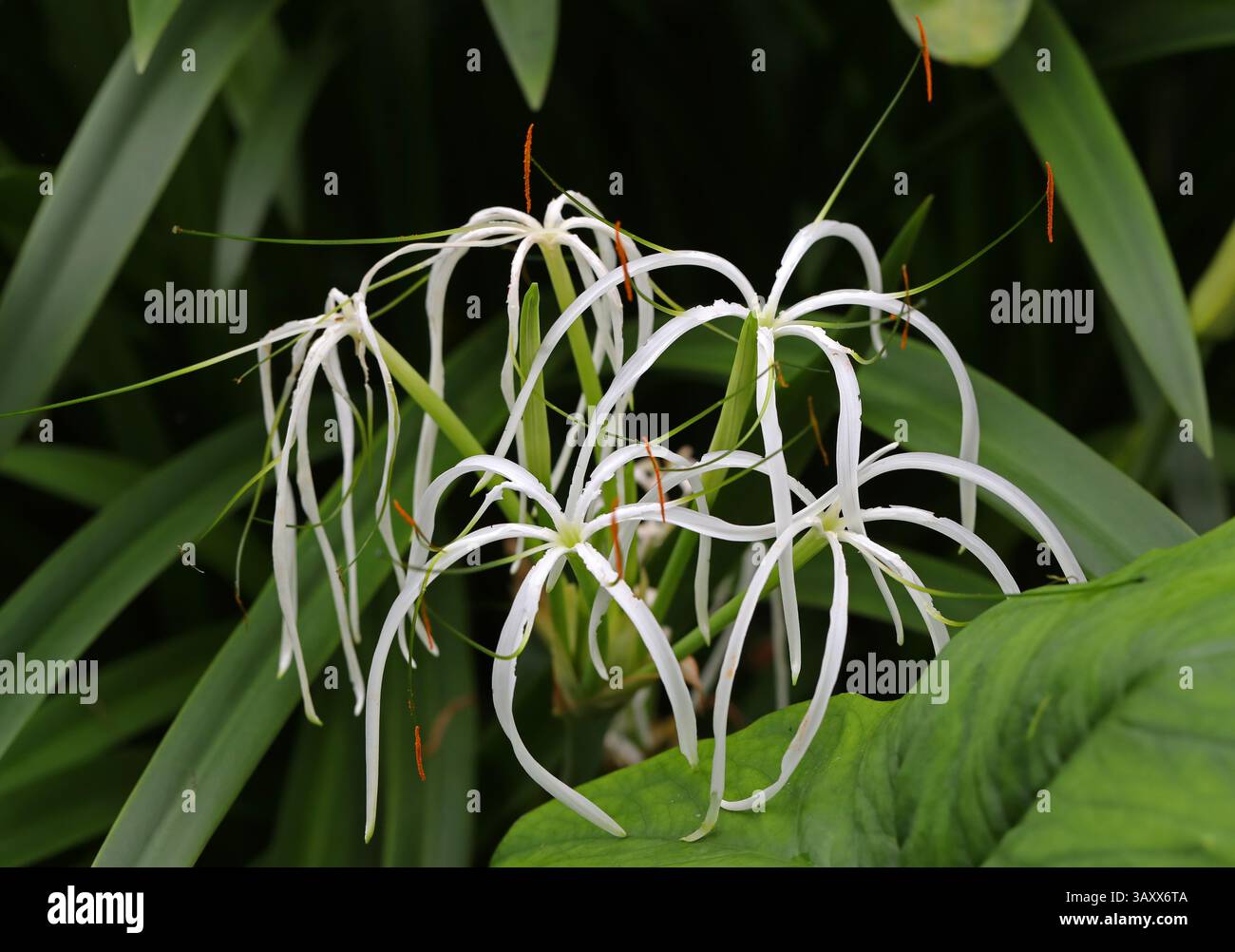 Poison Bulb, Giant Crinum Lily, Grand Crinum Lily or Giant Spider Lily ...