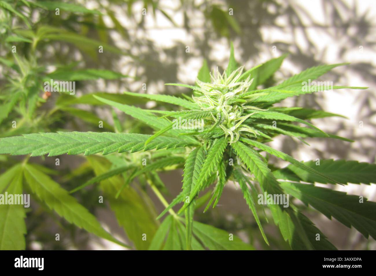 Proposition 64 marijuana hi-res stock photography and images - Alamy