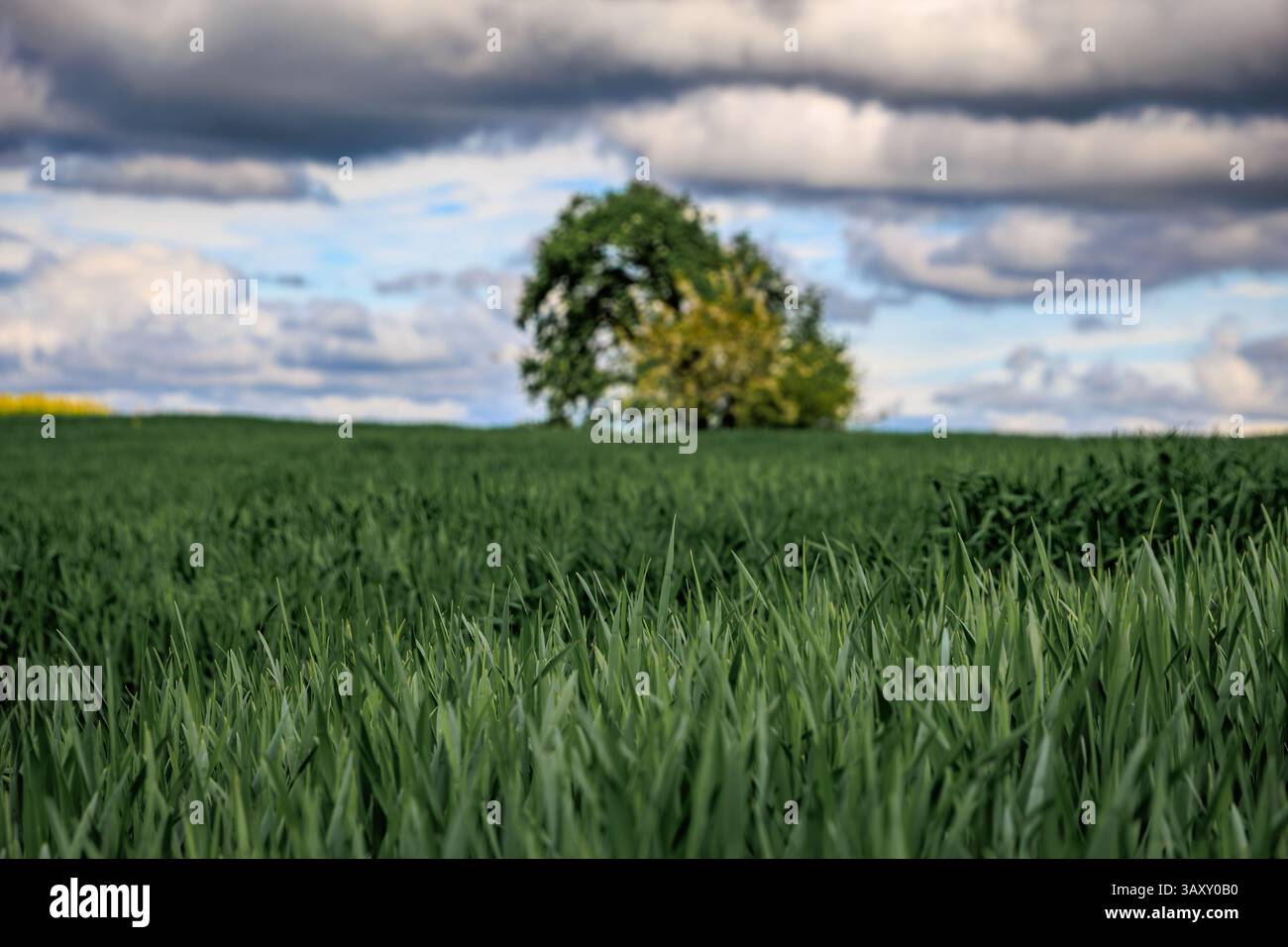 Green grass blades of a spring grain field stretch towards a solitary ...