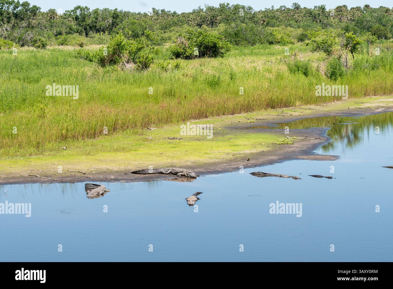 Wild alligators in natural Florida wetland habitat Stock Photo - Alamy