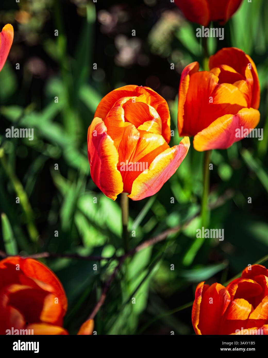 Tulips on a Spring Walk through Northumberland 2025 Stock Photo - Alamy