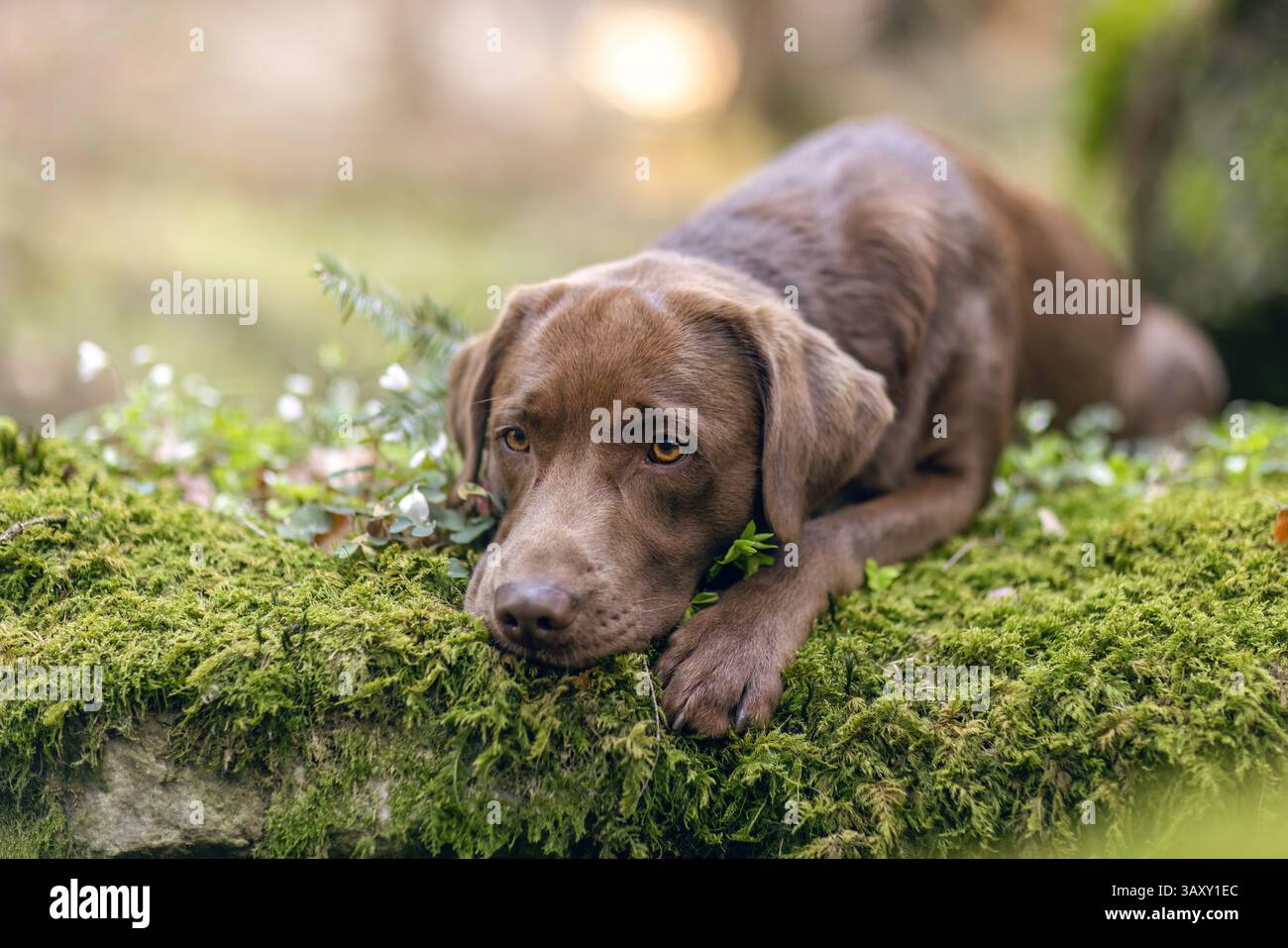 Portrait of a female labrador retriever dog in a forest in spring ...