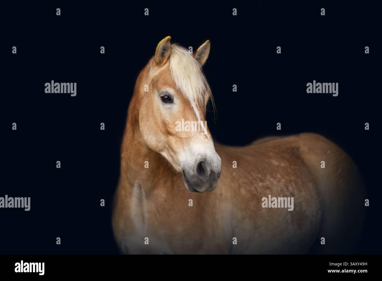 Black shot head portrait of a haflinger horse gelding in front of black ...