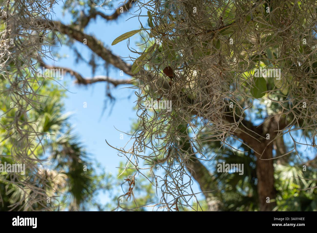Spanish moss hanging from tree in bright tropical forest Stock Photo ...