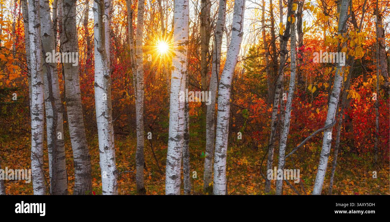 Beautiful white birch trees agains the background of bright orange fall ...