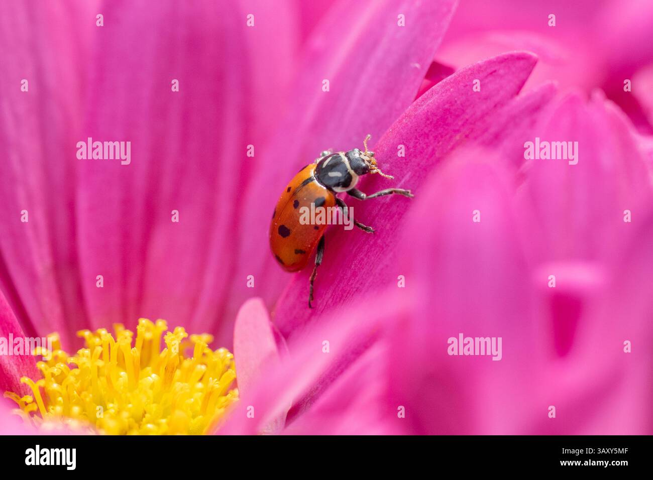 Little red ladybug on pink hi-res stock photography and images - Alamy