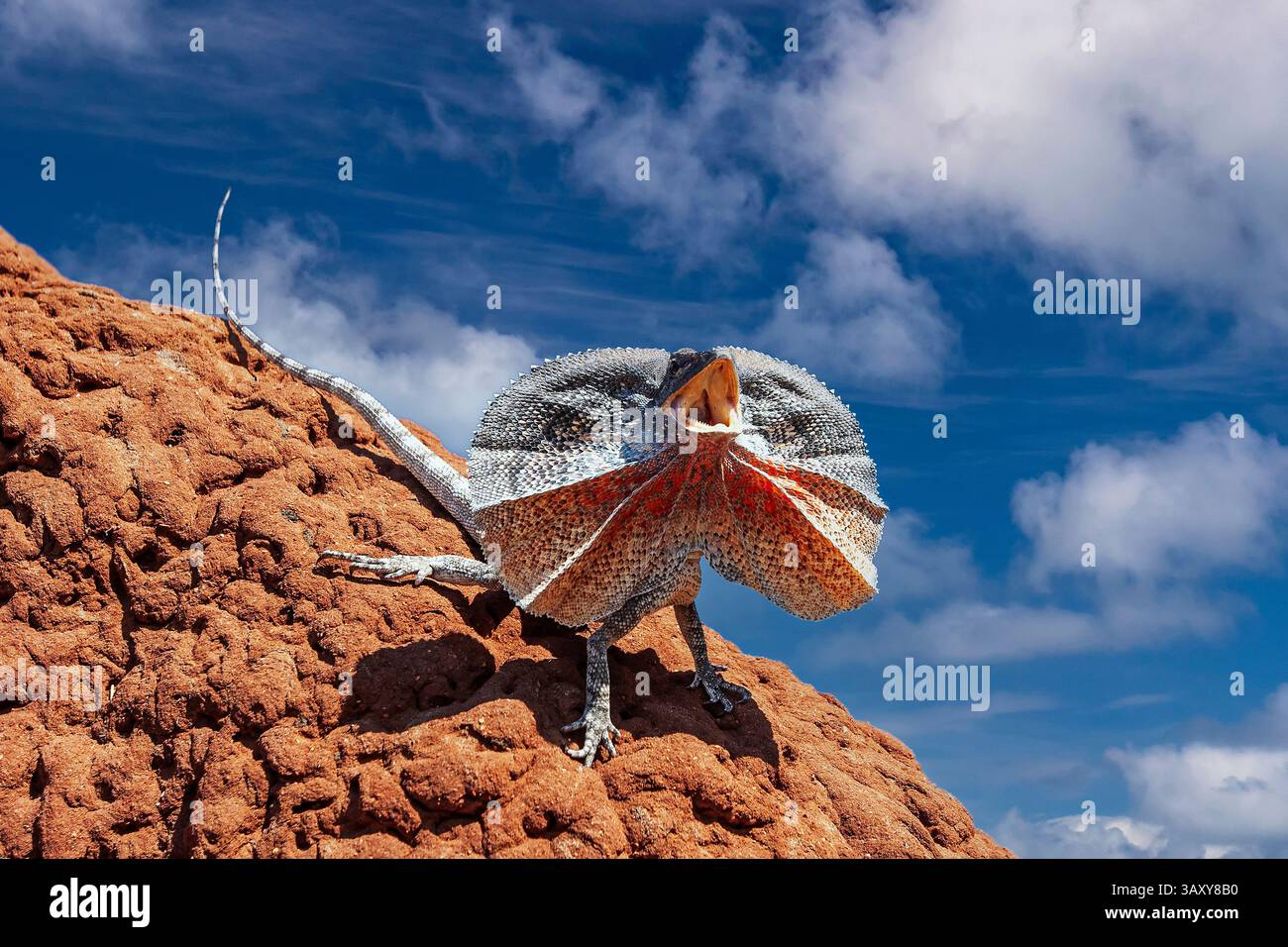 Australian Frilled Lizard from northern Australia Stock Photo - Alamy
