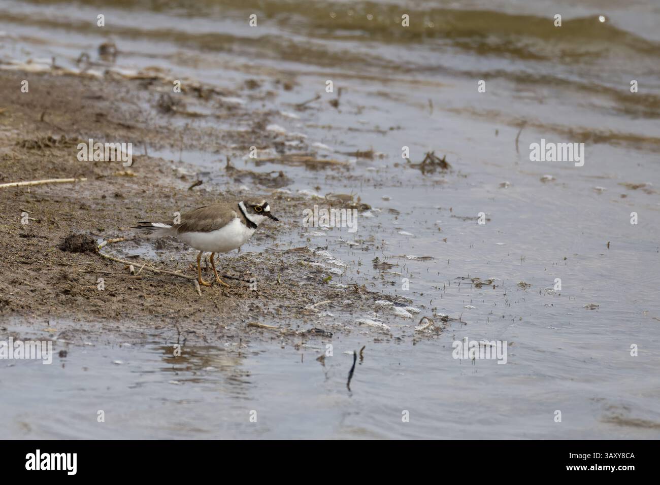 A little ringed plover (Charadrius dubius) stands on the mudflats at ...