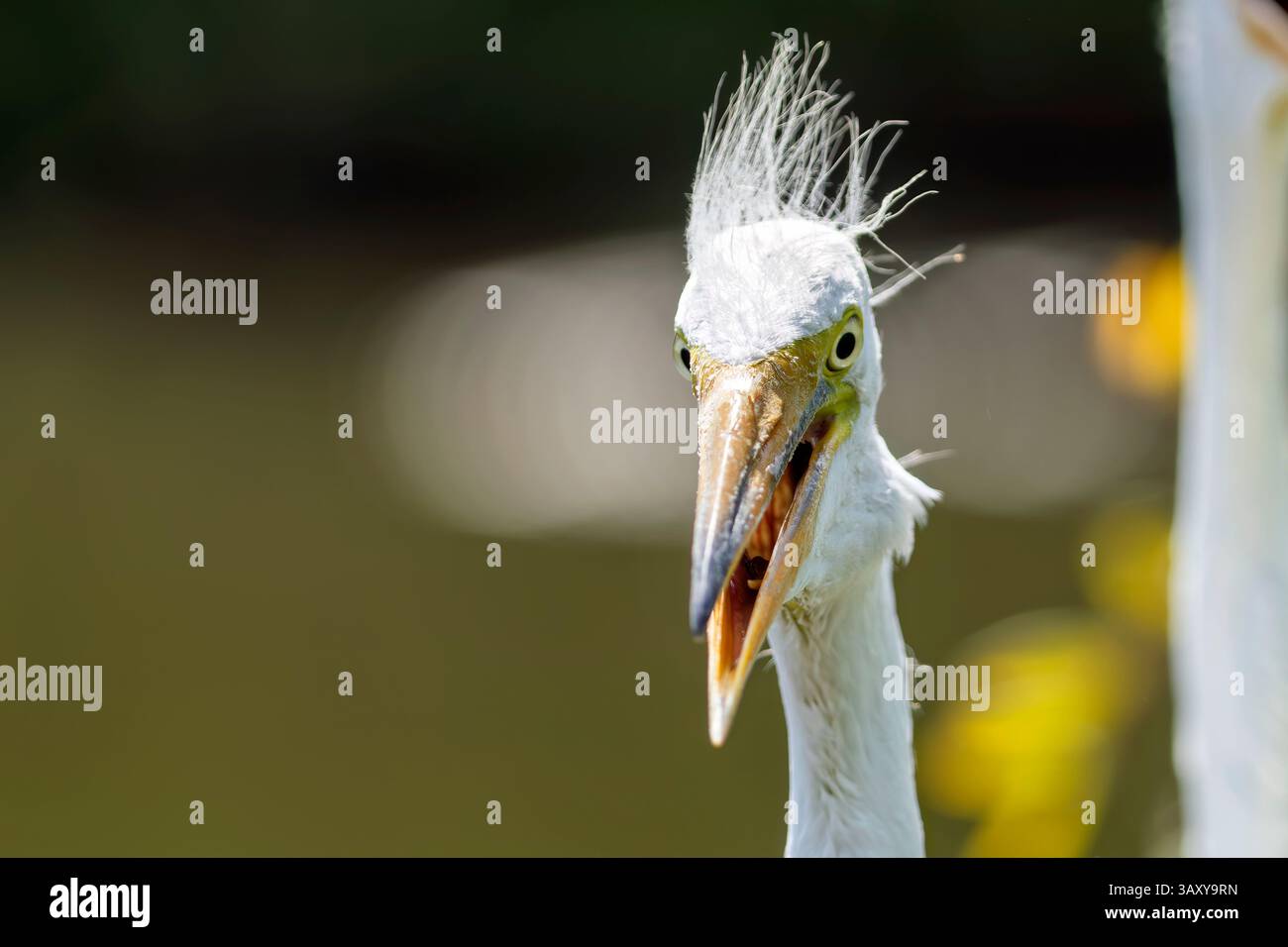 Orlando, Florida, USA. 21st Apr, 2025. An egret cools off in the ...