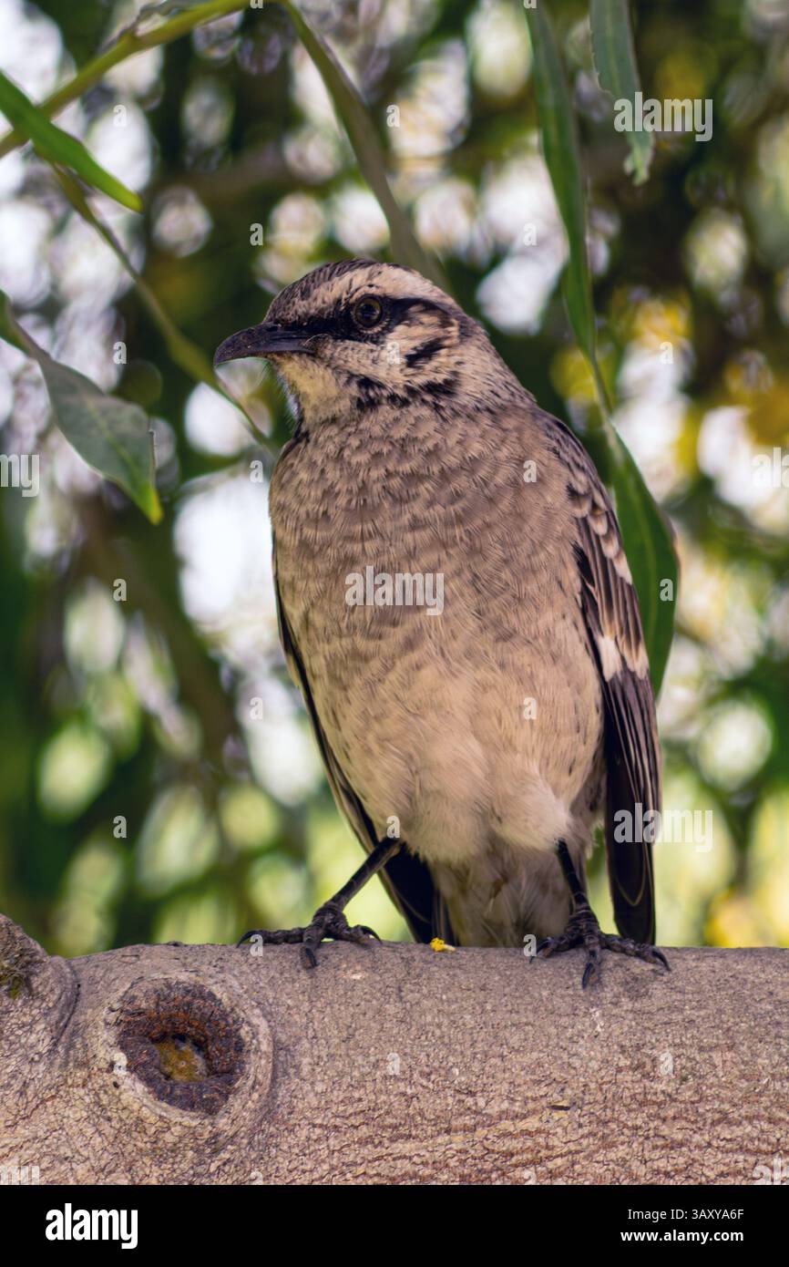 Chisco or Long-tailed Mockingbird standing on a tree in a park in Lima ...
