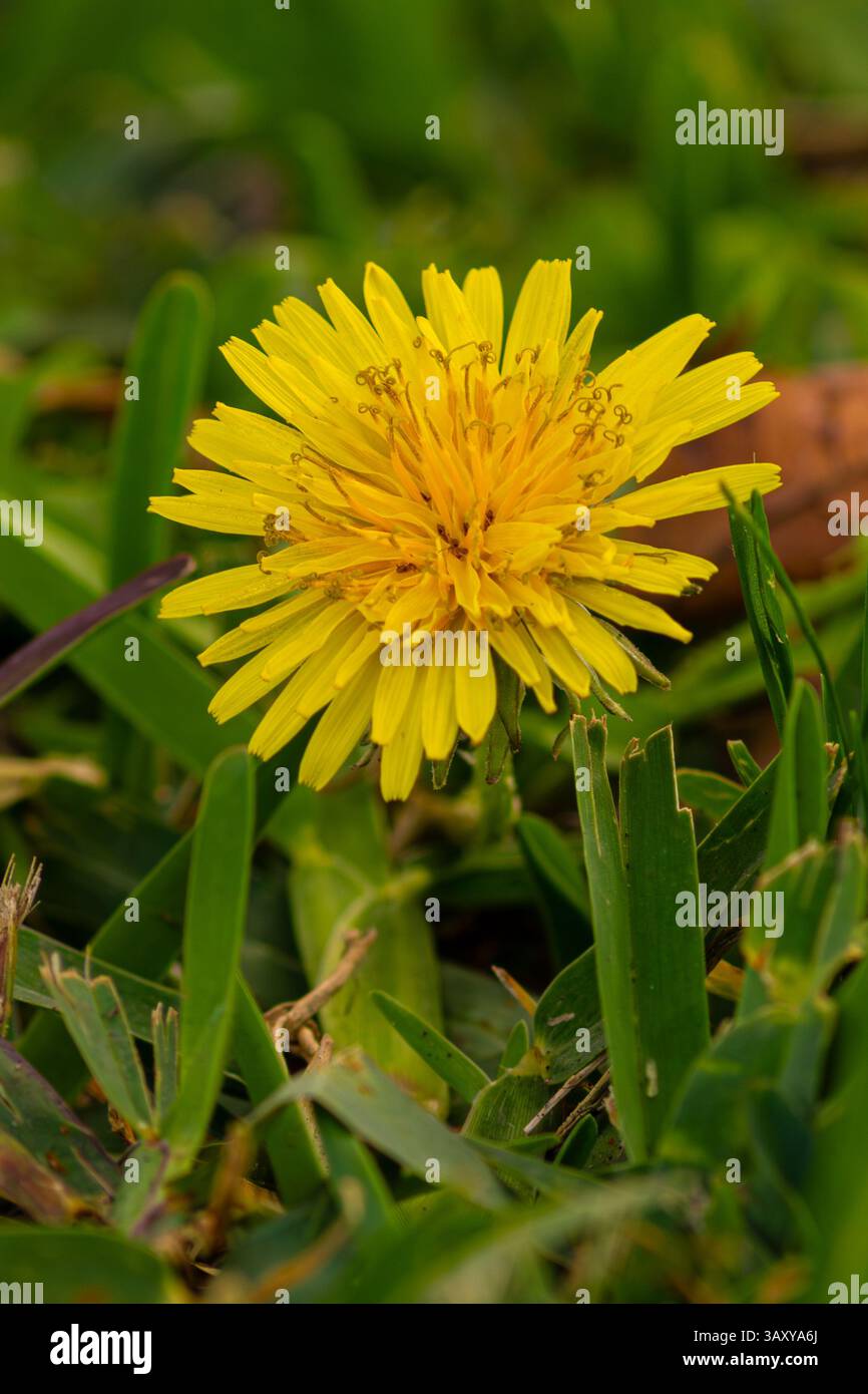 Close-up of a dandelion or Taraxacum officinale in a park in Lima, Peru ...