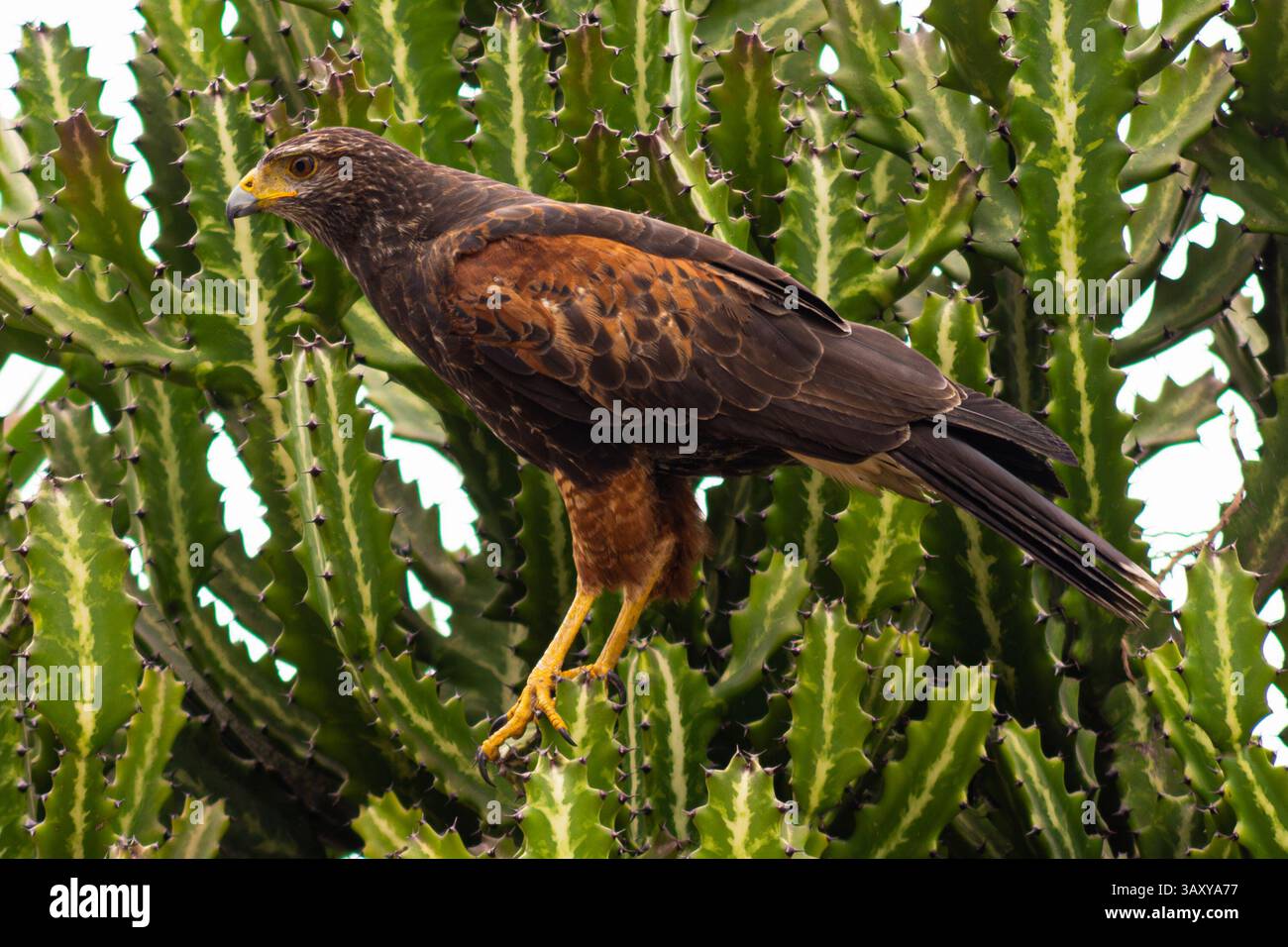 Cinnamon-backed hawk perched on a cactus on the coast, between San ...