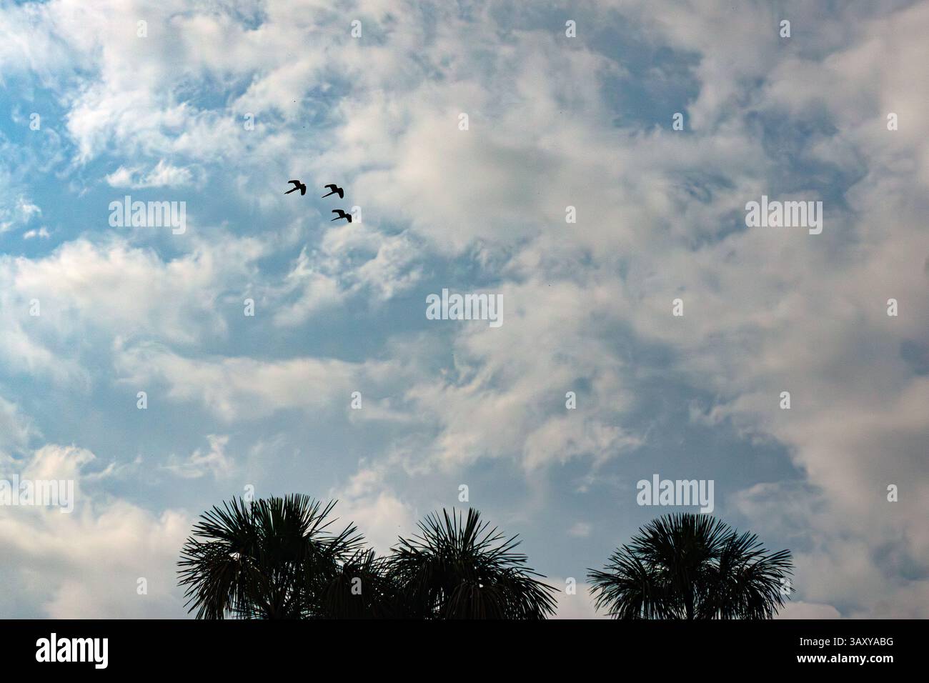 Three macaws flying in the Amazonian sky in the Peruvian jungle Stock ...