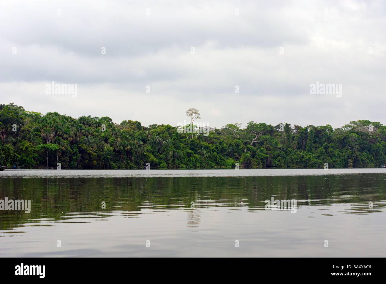 Dense jungle on the shores of Lake Sandoval in the Peruvian Amazon ...