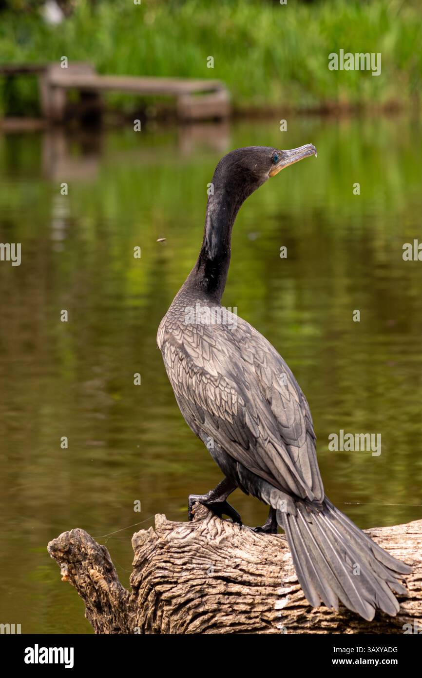 Black cormorant standing on a log at Lake Sandoval in the Peruvian ...