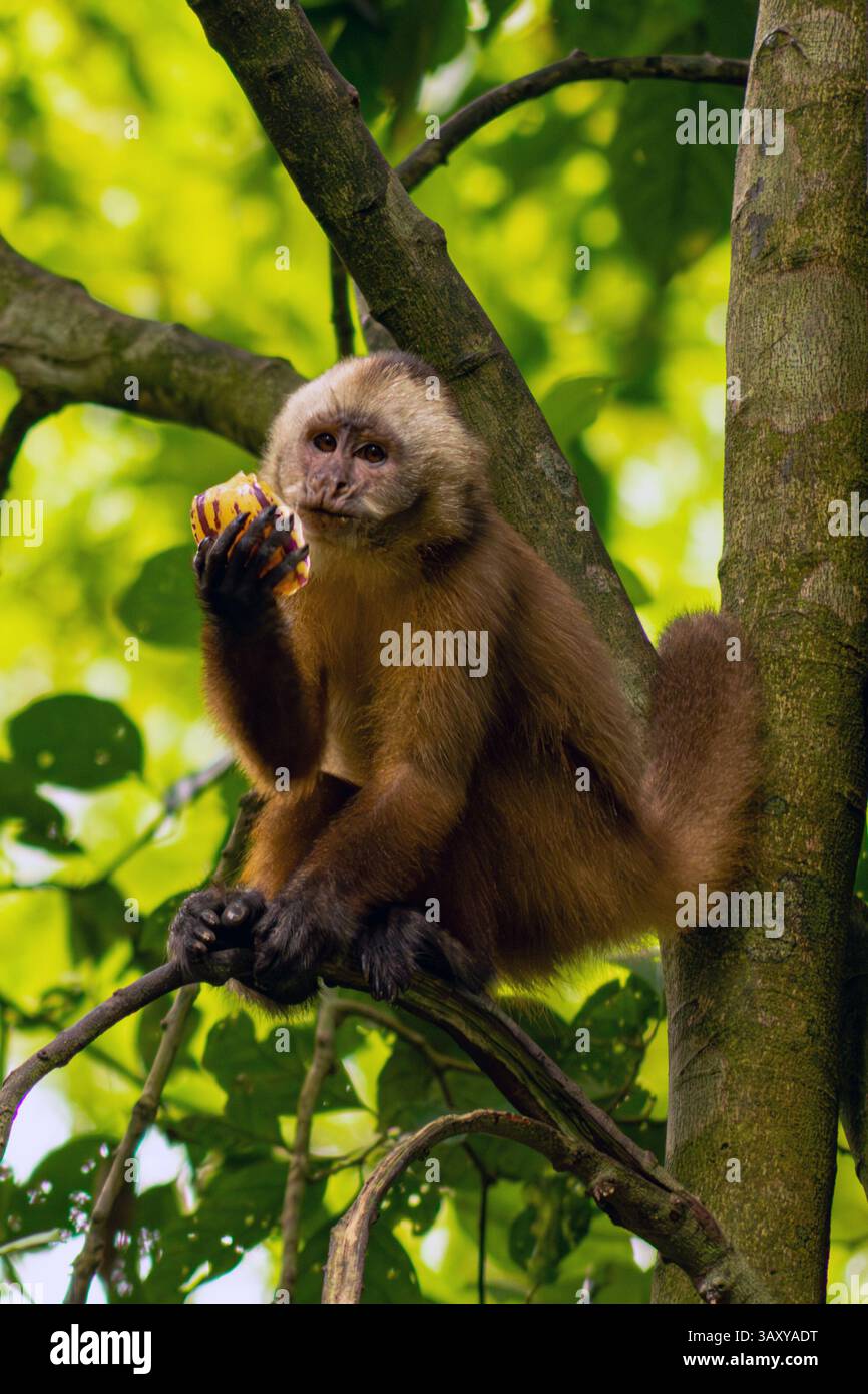 Sentinel capuchin monkey eating fruit in a treetop in the Peruvian ...