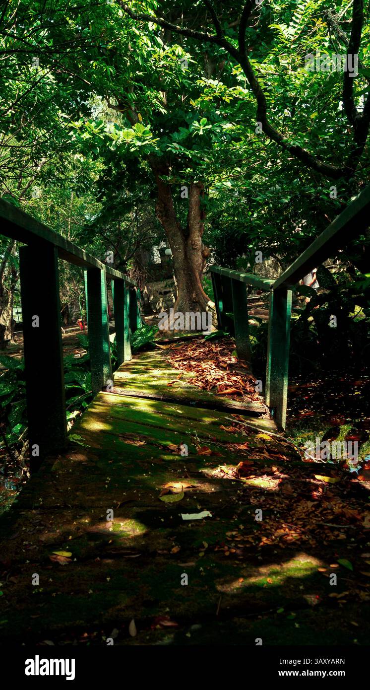 A narrow wooden bridge covered in moss and fallen leaves crosses a calm stream in a lush park ...