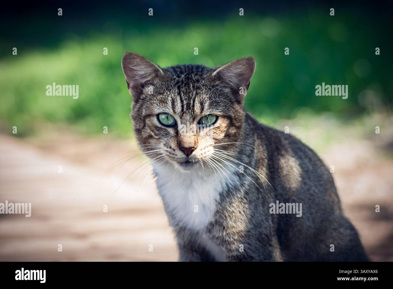 Cat side profile hi-res stock photography and images - Alamy